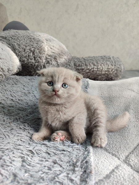 Продается котенок скотиш фолд