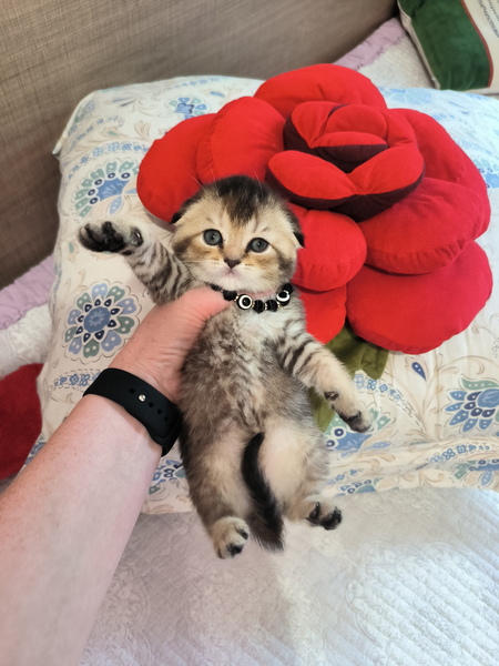 Котята от правильной вязки