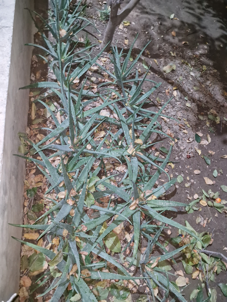 Aloe lichebniy   sotiladi