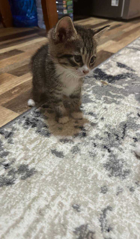 Котята в заботливые руки!