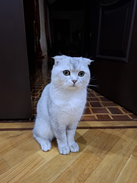 Кот шотланская веслоухая шиншила