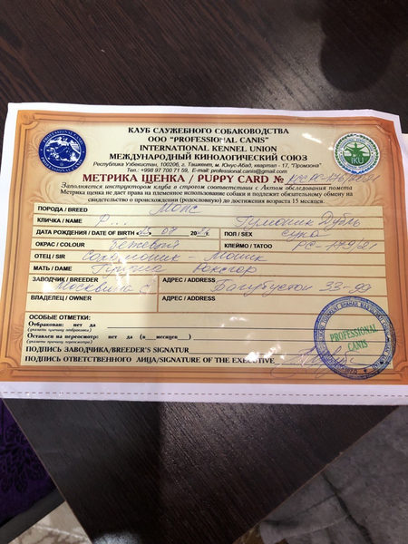 Продам Мопса, женский Пол, Ровно 3 годика