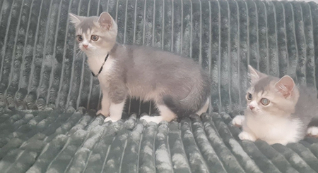 Скоттиш страйт котята