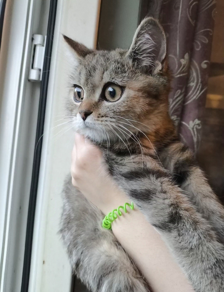Британские котята