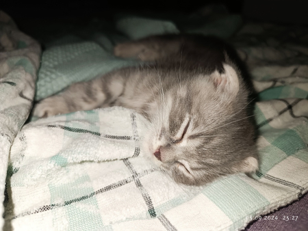 Продаются котята скотишь фолд