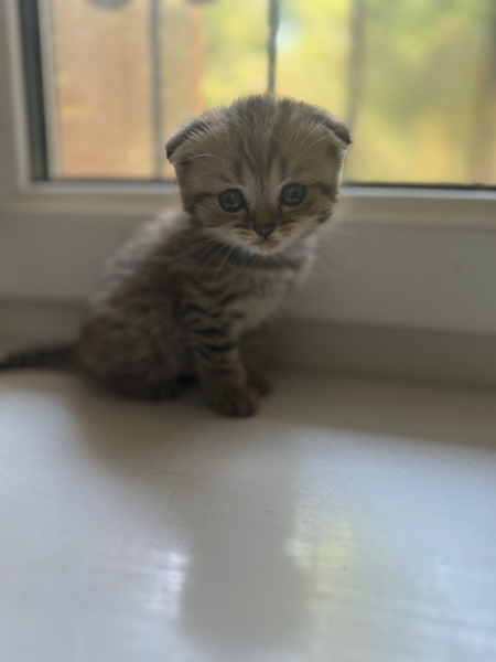 Продаются котята