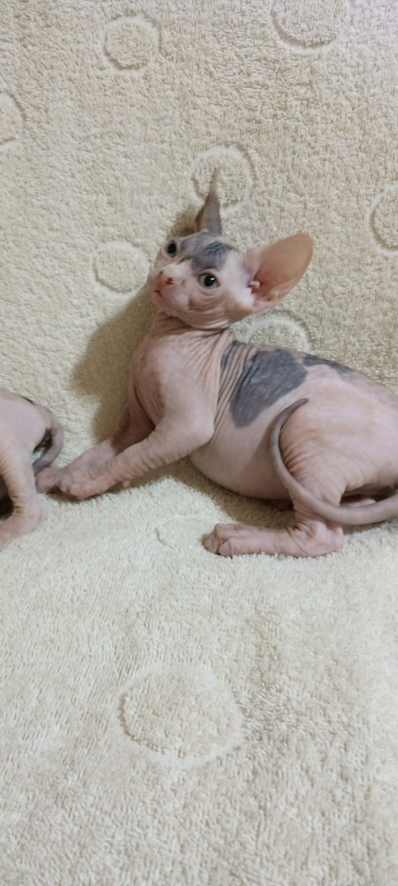 Очаровательные котята
