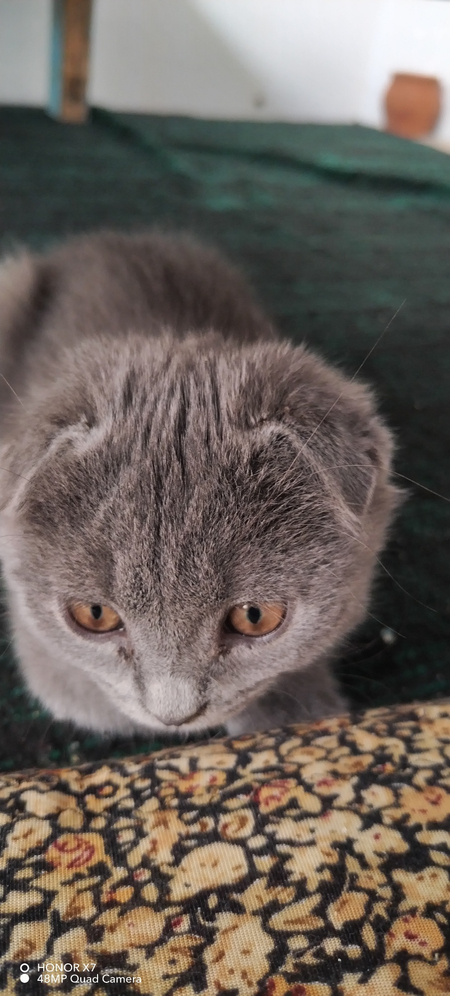 Котёнок Вислоухая кизча