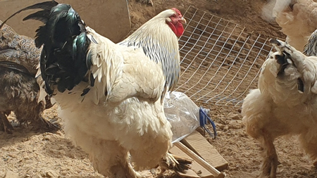 Brama tuxumlari bor