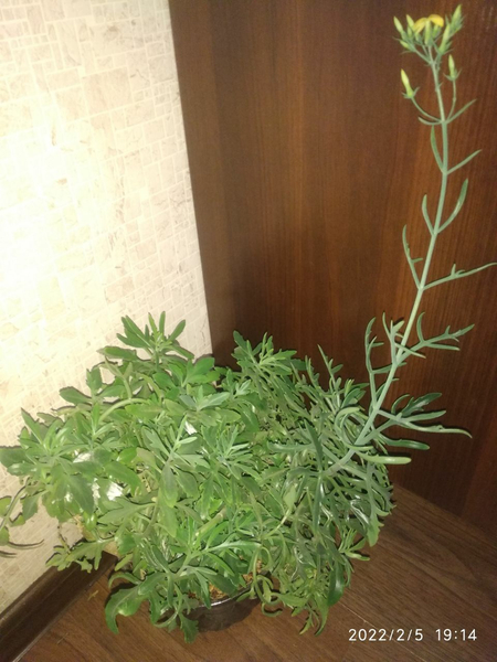 Комнатные растения