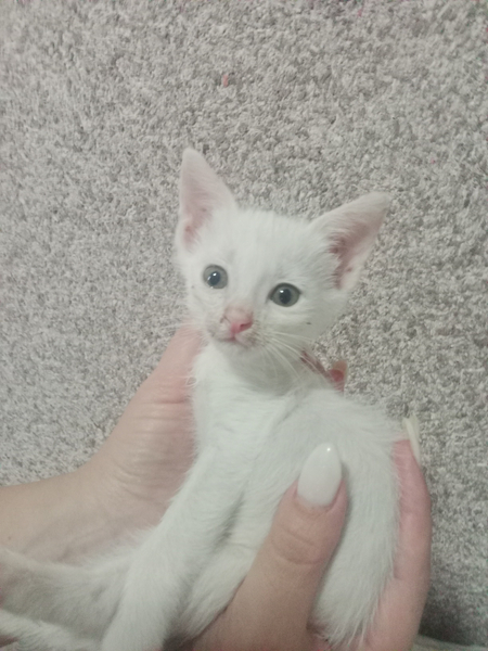 Отдам даром, котят!