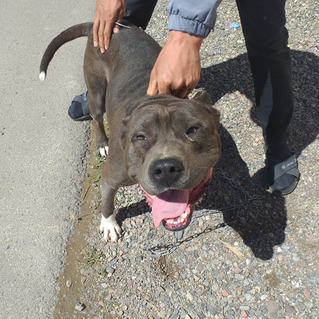 Kuchu pitbul soglom