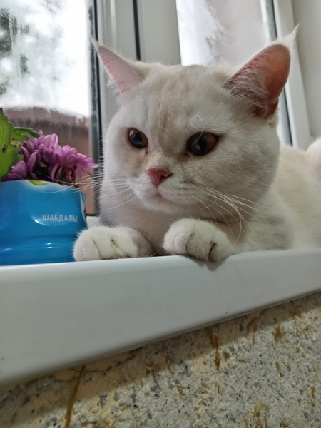 Срочни сотилади скотиш страй