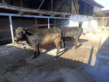 Buqa       angus