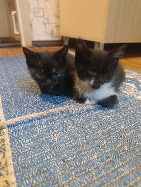 Продаются котята скоттиш фолд СРОЧНО