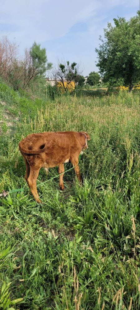 Она бола соглом басами букача 3 ойлик