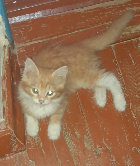 Отдам котят в добрые руки