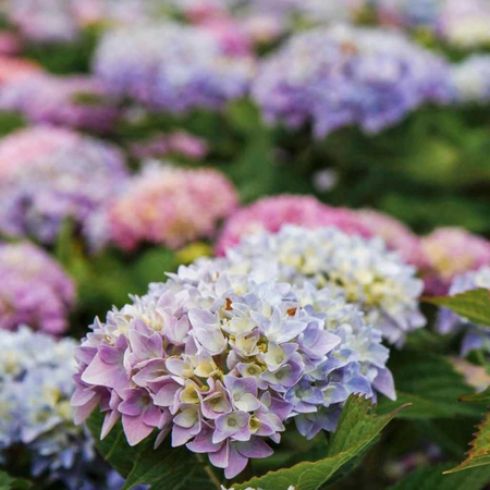 Гортензия l Hydrangea