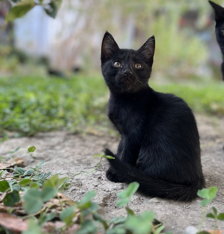 Котёнок, Маргилан, 50 000 сум.