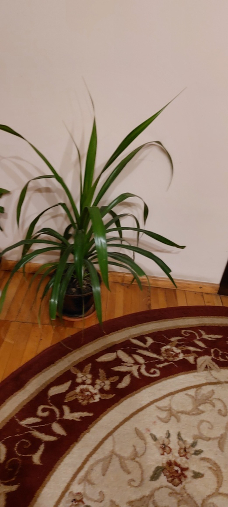 ПРОДАЁТСЯ  большой цветок