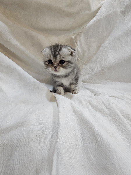 Скотиш фолд девочка
