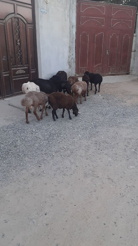 Qo'y qo'chqorlar bor