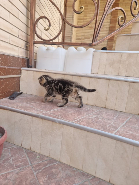 Шотландская вислоухая кошка