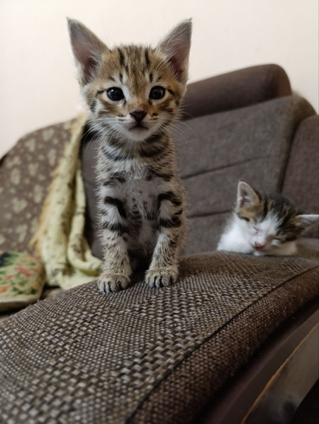 Отдам в добрые руки котят