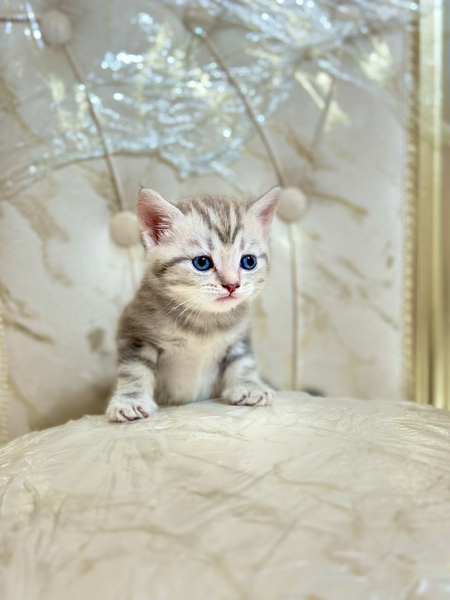 Scottish fold va straytlar go’zlalari
