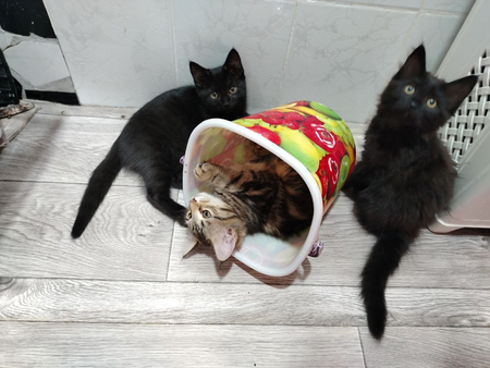 Отдам котят в добрые руки