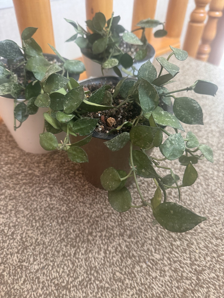 Hoya lacunosa Eskimo (Хойя лакуноза «Эскимо»)