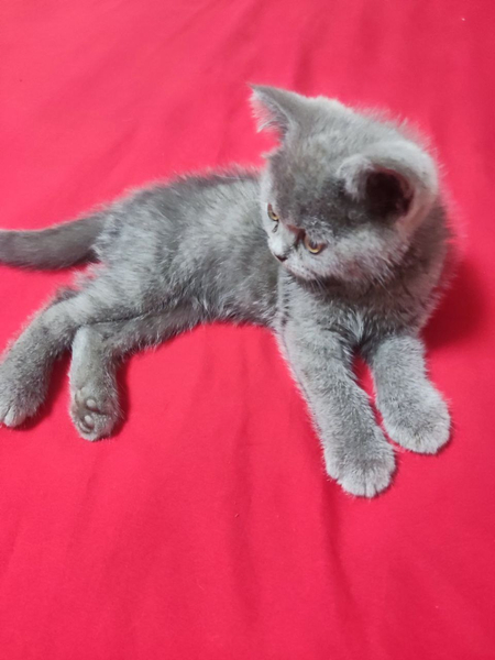 Продается кот скоттиш-страйт 2 месяца. 2oylik scottish straight