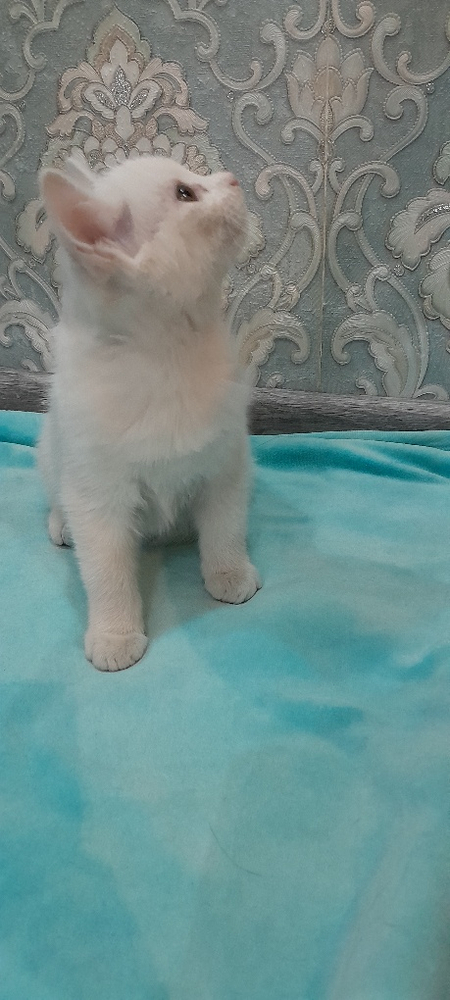 Срочно продам котят