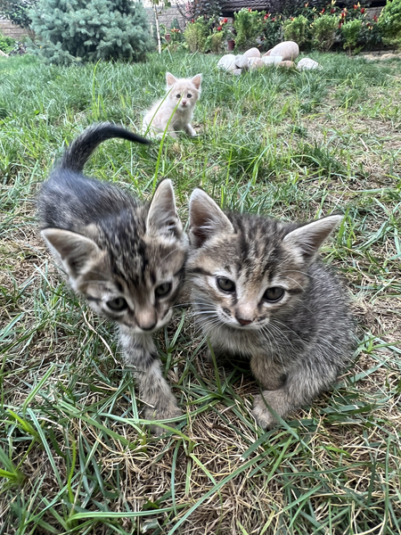 Котята в добрые руки