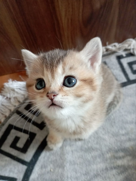 Золотистая шиншила дев. 1.5 мес