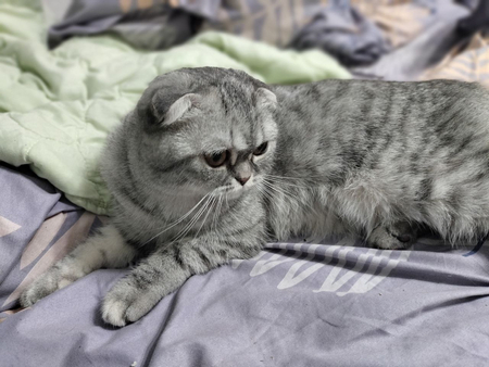 Продается скотиш фолд