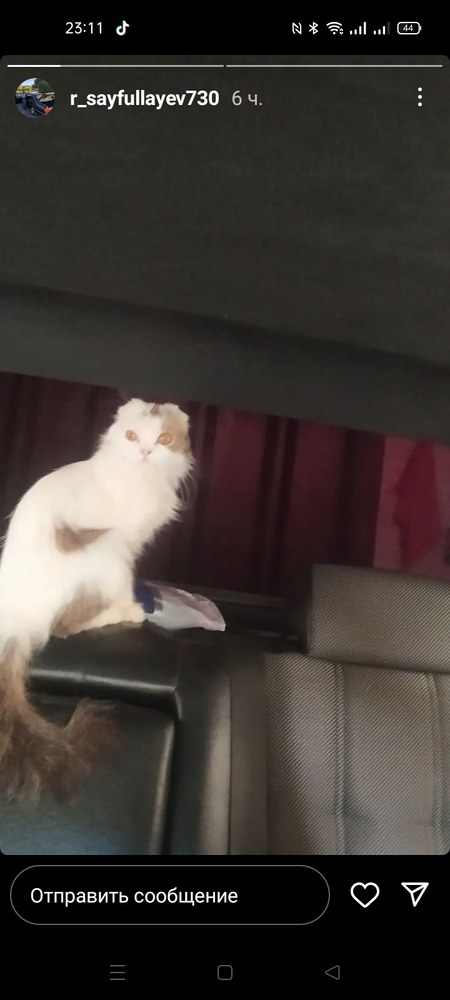 Мама скотиш фолд. Папа вислоухие шотландец