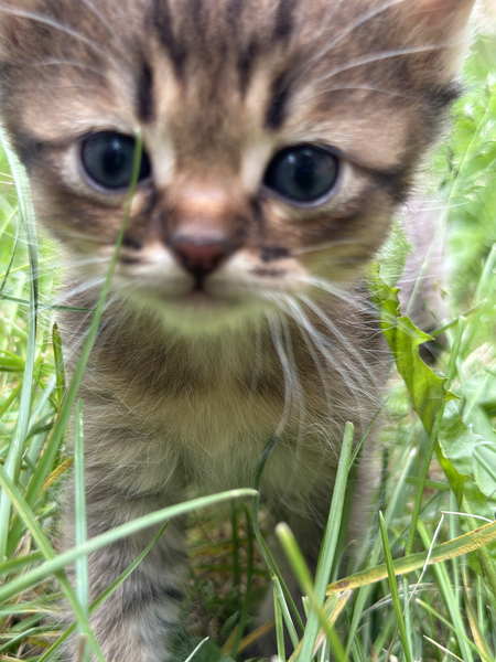 Котёнок мальчик