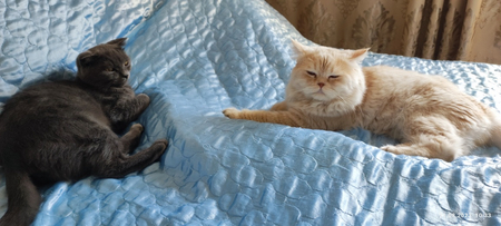 Кот на вязку! Скоттиш хайленд страйт