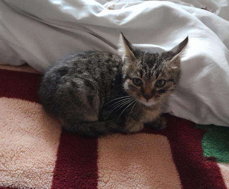 Котёнок мальчик 2 месяца