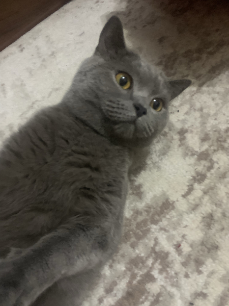 Скотш страйт