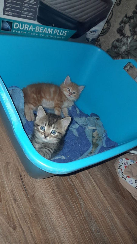 Пять котёнка три девочки два мальчика