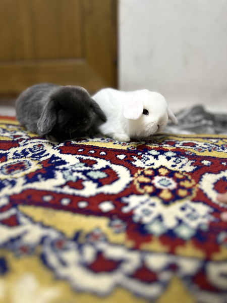 Karlikviy quyonlar turli xil ranglaridan bor kelishtirib beriladi