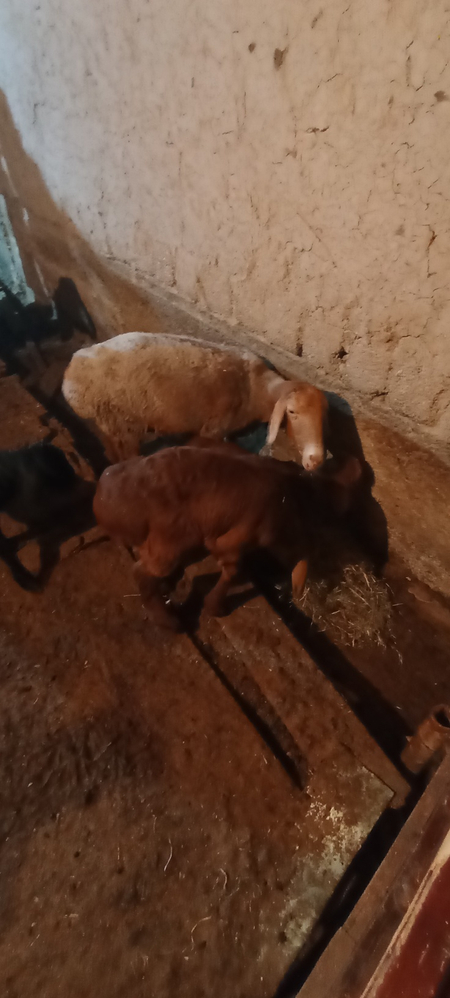 Ona bola qoylar sotiladi