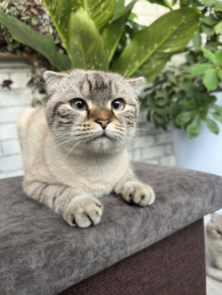 Скотиш фолд киз бола