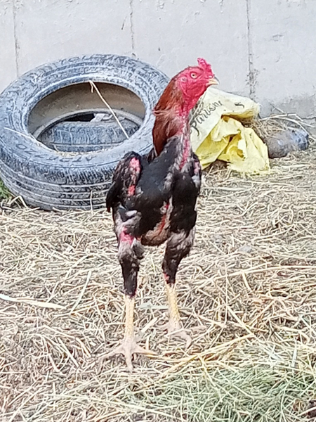 Zotdor xoʻroz va mokion sotiladi