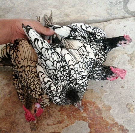 Sibray serebro zalatoy shamua