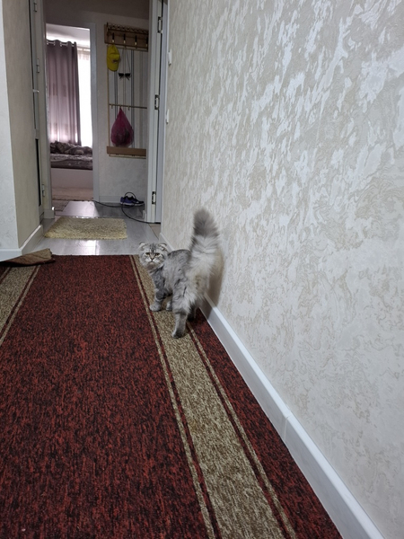 Срочно продам котенка шотландский вислоухий