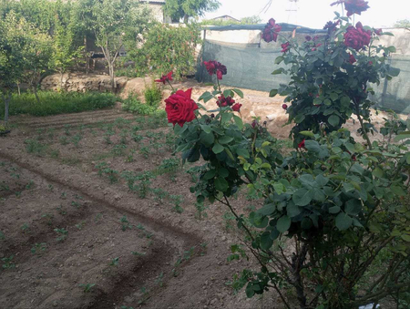 Ховли сотилади Гулистонда