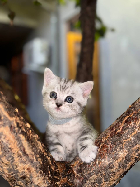 Продаются котята шиншиллы